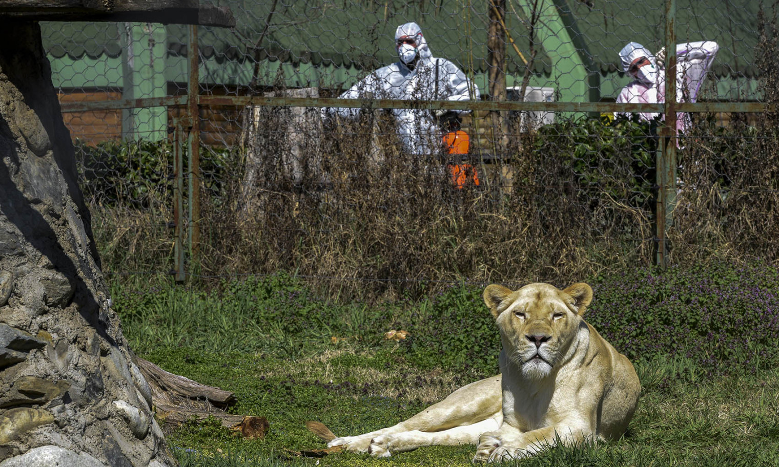 ЗООЛОШКАТА ГРАДИНА СЕ ЧИСТИ И ДЕЗИНФИЦИРА (ФОТОГАЛЕРИЈА) - СМАРТ - СДК МК